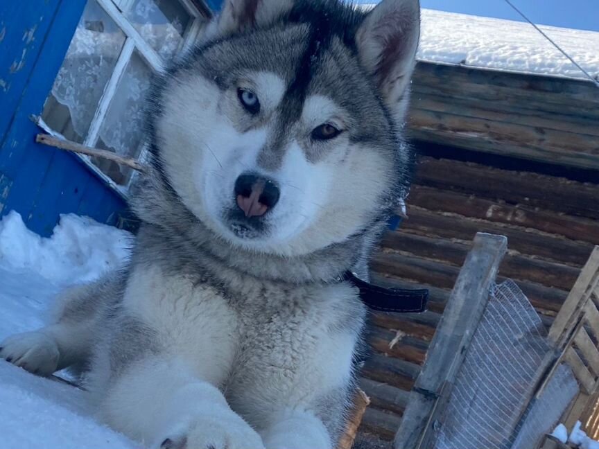 Сибирский хаски