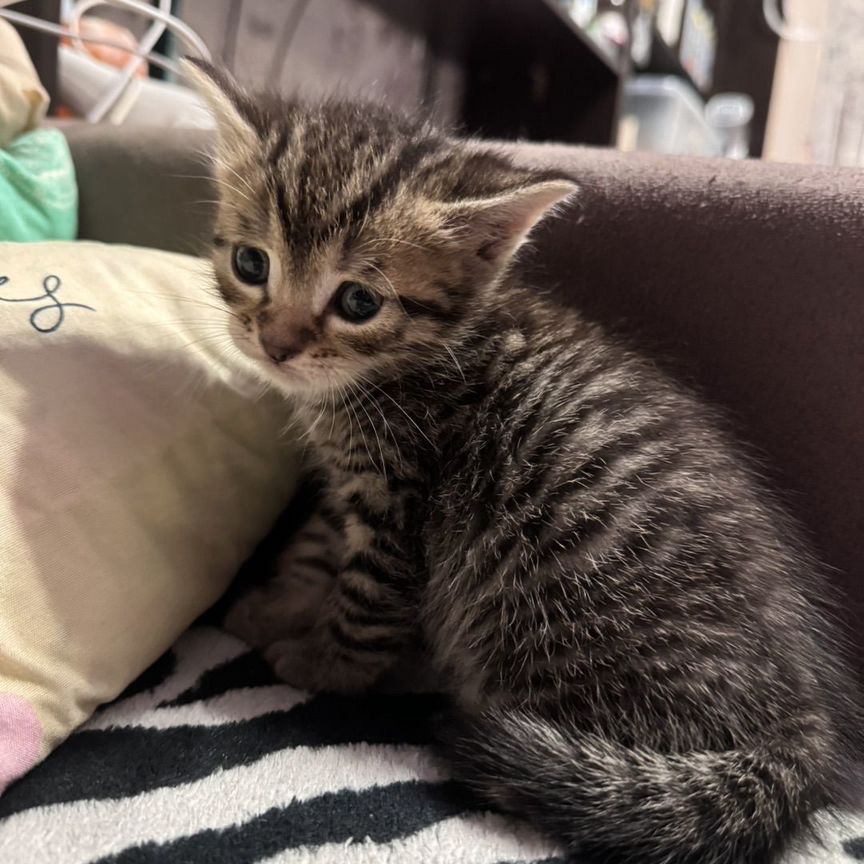 Котята обычные