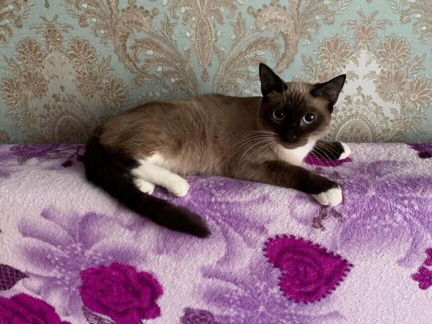 Тайская кошечка