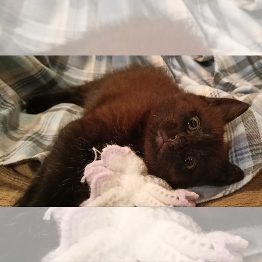 Котенок медвежонок