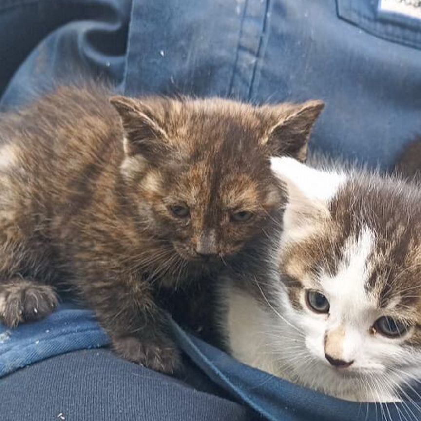 Котята