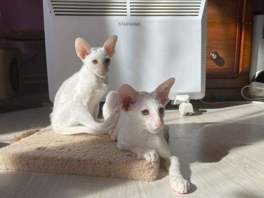 Ориентальные котята