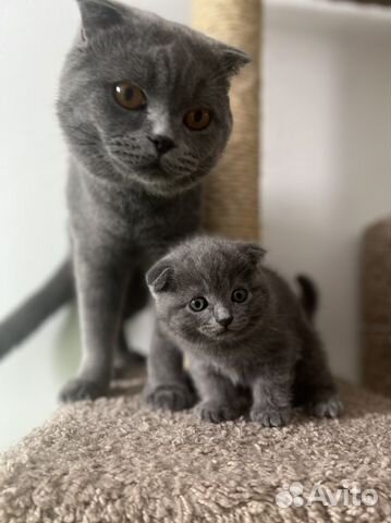 Британские шотландцы котята