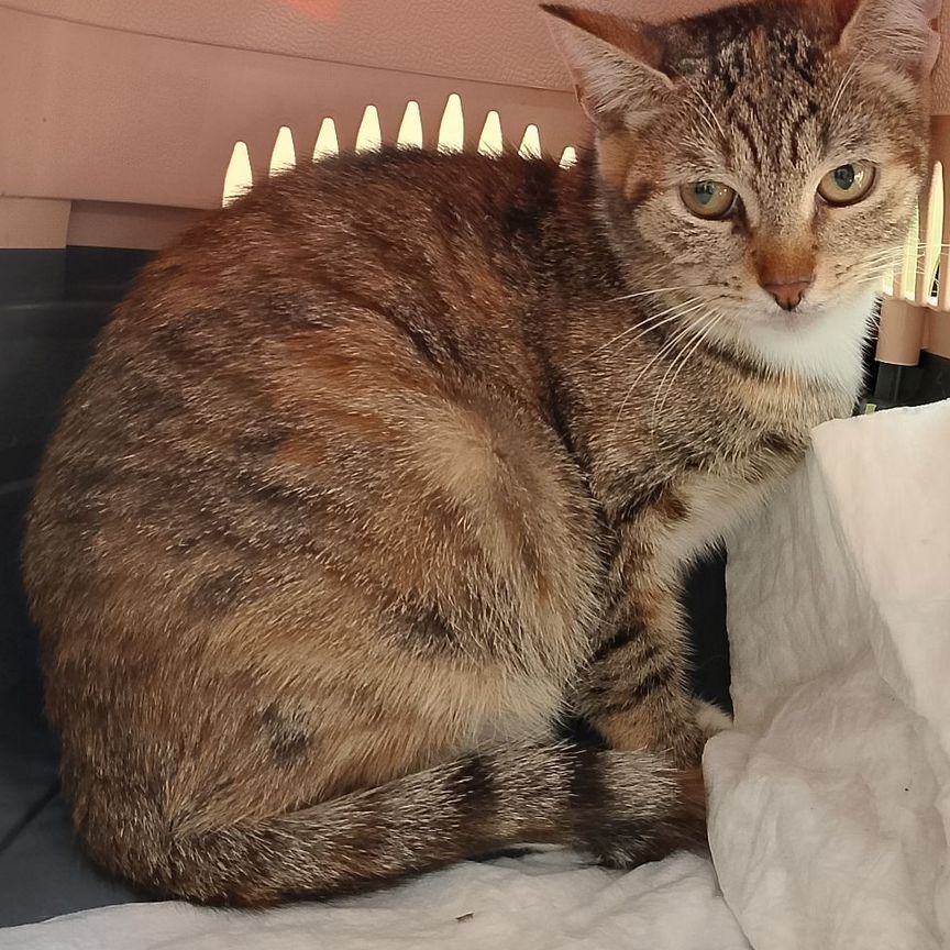 В добрые ручки котенок- девочка