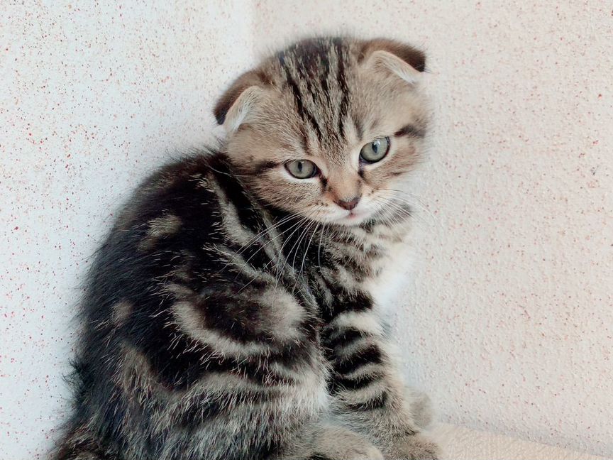 Шотландский вислоухий котенок
