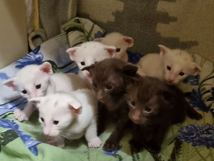 Ориентальные котята