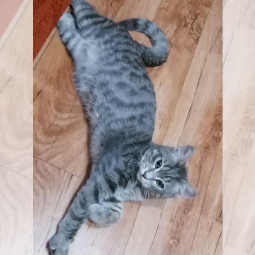 Котята в добрые руки приучены к лотку