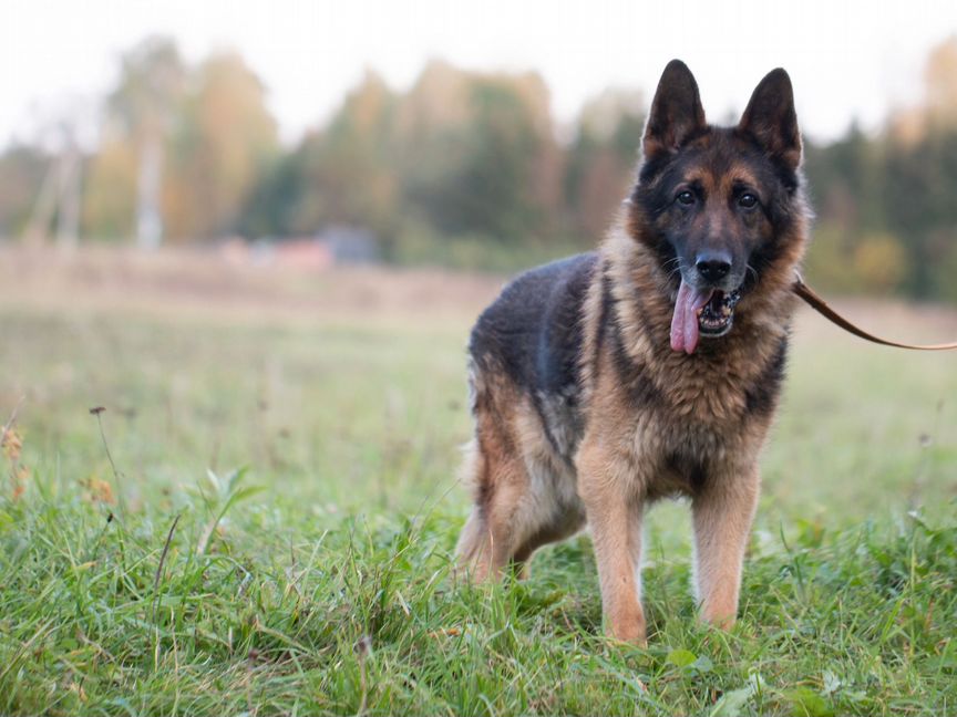 Почтенного возраста овчарка Север ищет дом