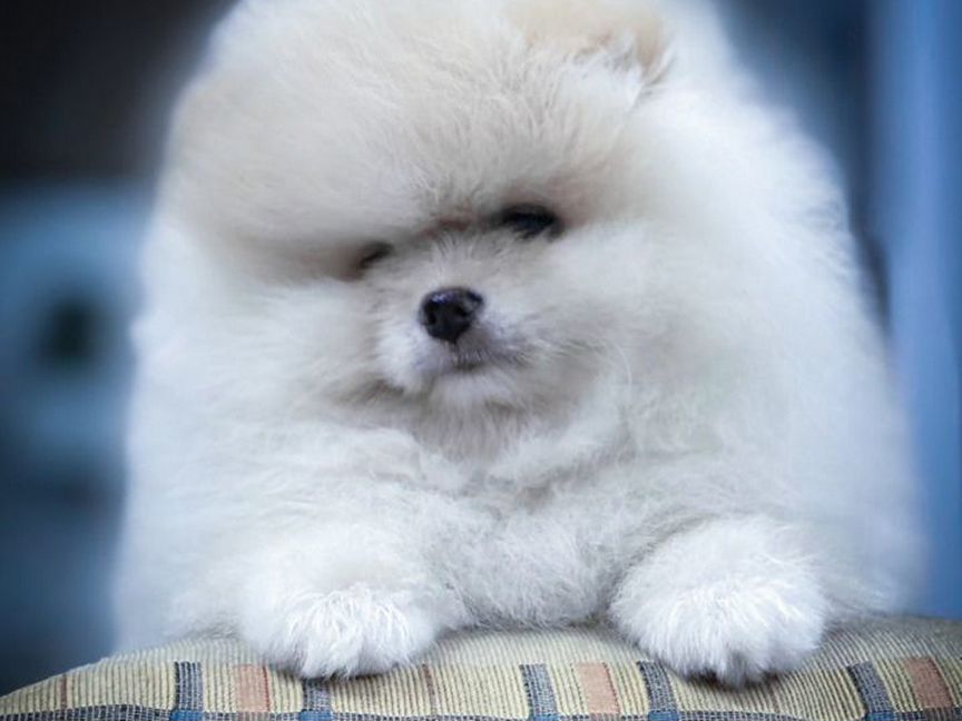 Померанский Шпиц