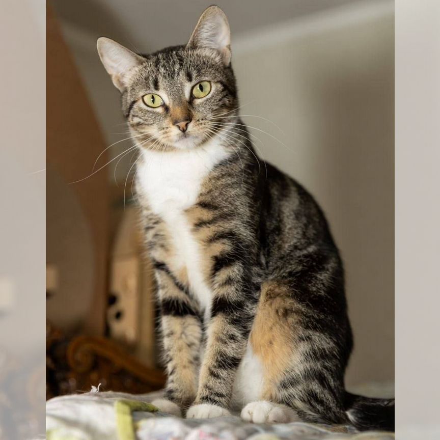 Взрослая, кошка в добрые руки