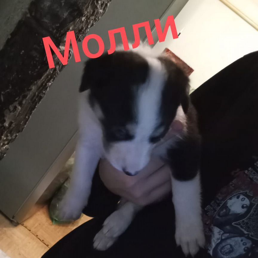 Отдадим голубоглазых щенков бесплатно