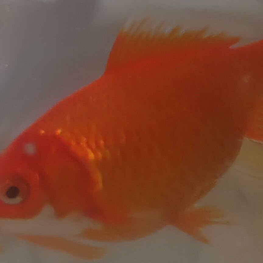 Рыбы аквариумные