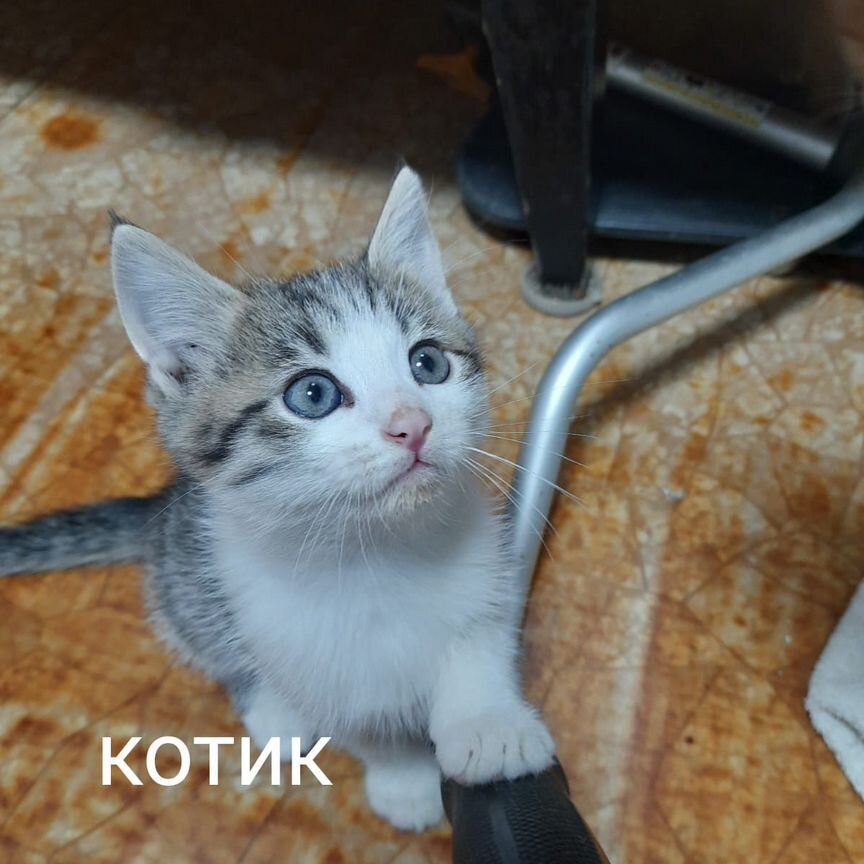 Котята бесплатно