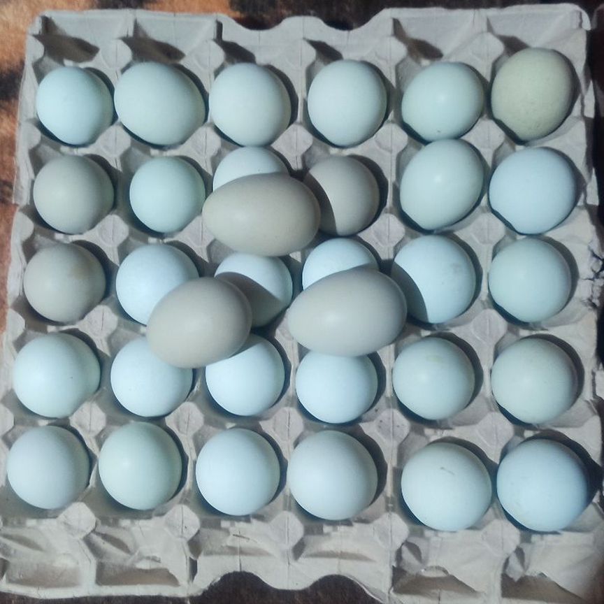 Яйцо куриное