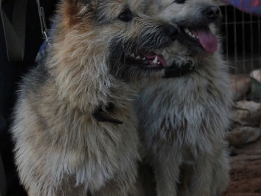 Бородатики в добрые руки