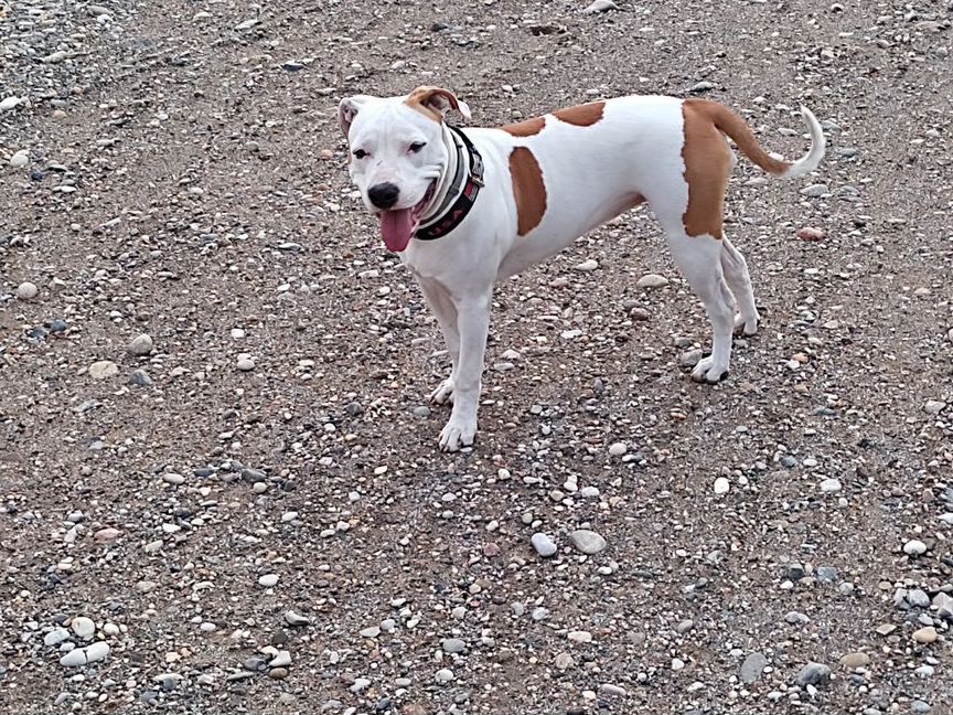 Американский питбуль