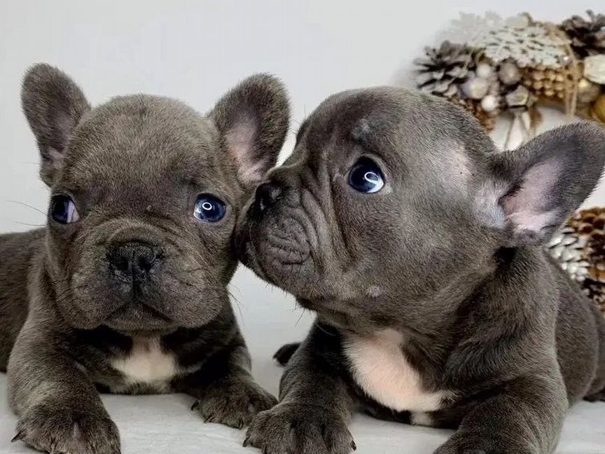 Французские бульдожки щенки