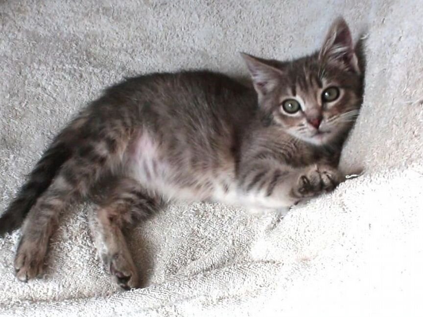 Котенок девочка в добрые руки