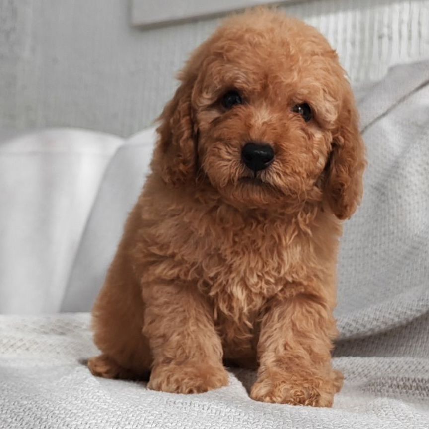 Той-пудель, щенок