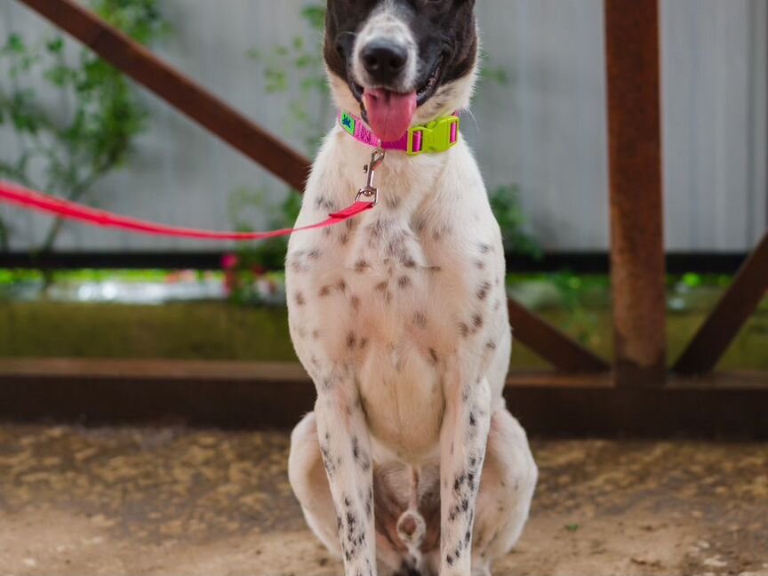 Тони ищет дом