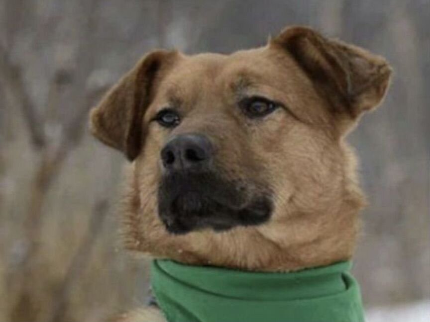 Молодой и энергичный Рик из приюта в добрые руки