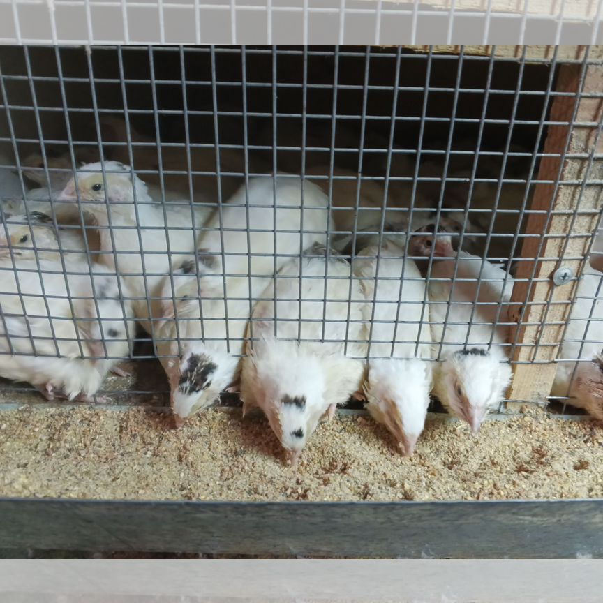 Перепел