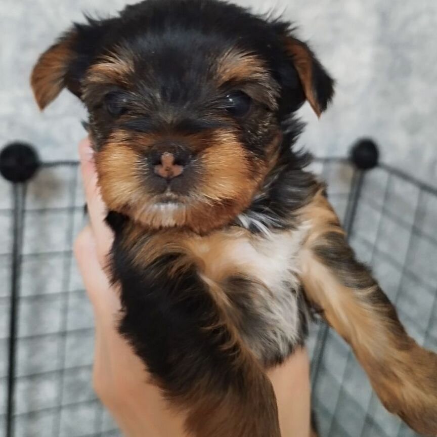 Йоркширский терьер, щенок