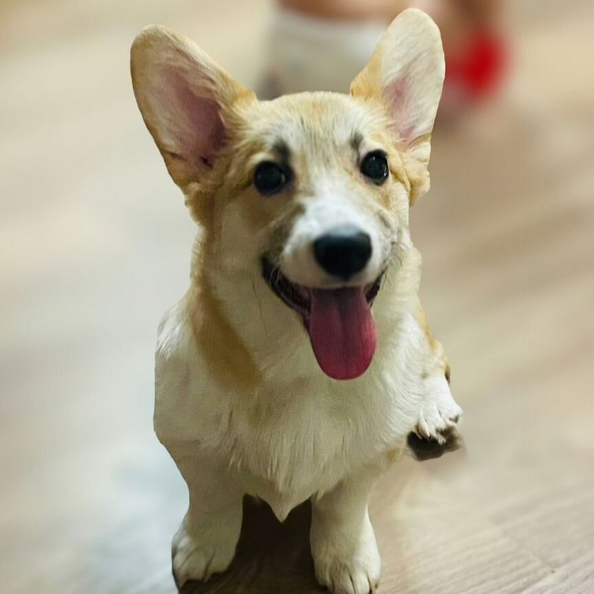 Вельш Корги Пемброк, щенок