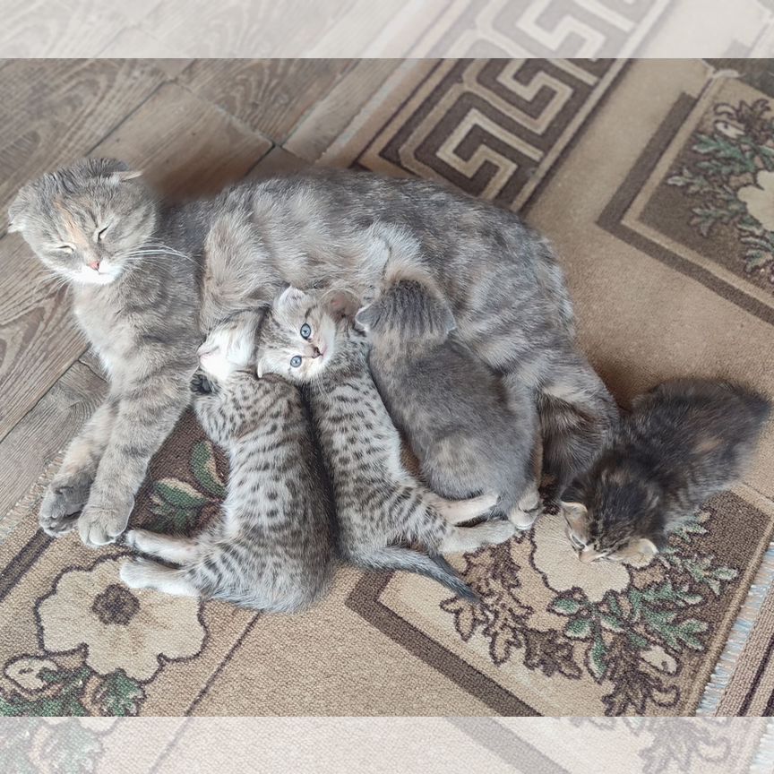 Отдам котят в добрые руки