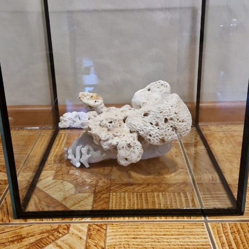 Коралл для морского аквариума срк