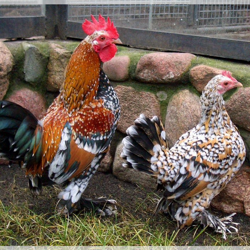 Куры бентамки