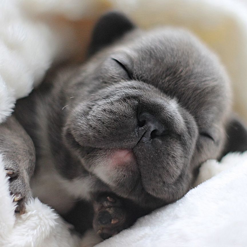 Французский бульдог, щенок