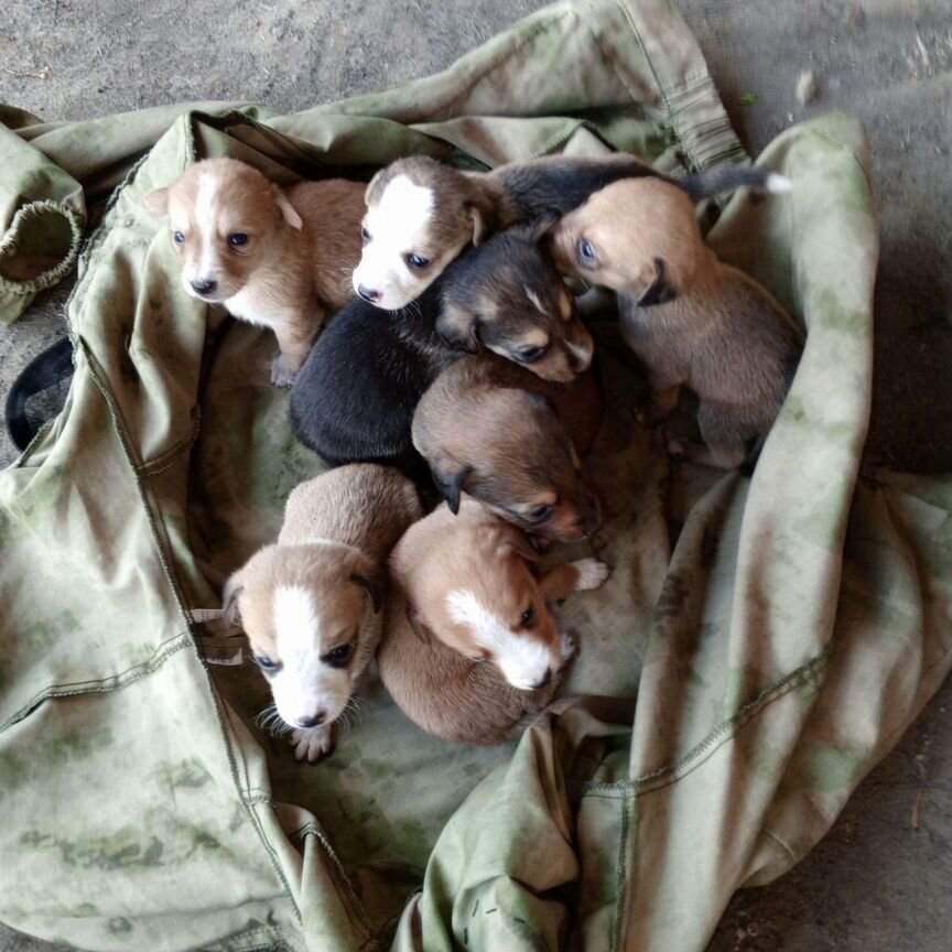 Милые щенки для дома