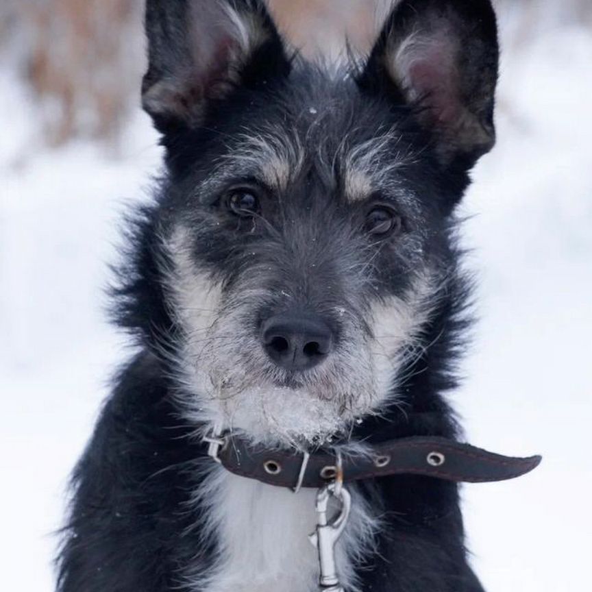 Отдам в добрые руки