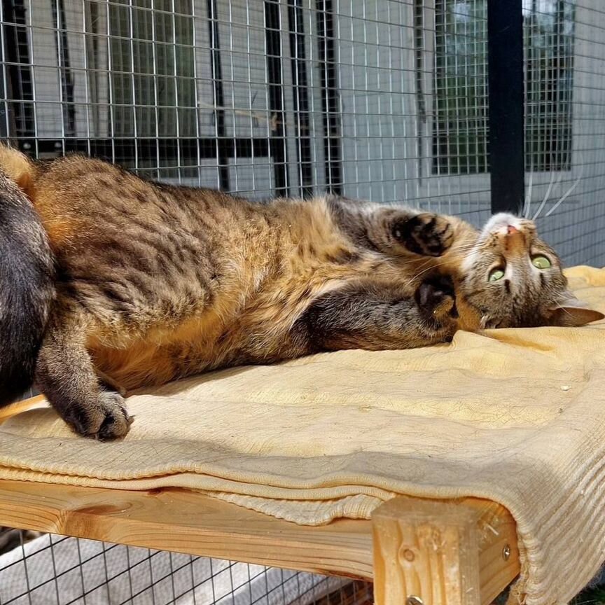 Кошечка Лолли в добрые руки