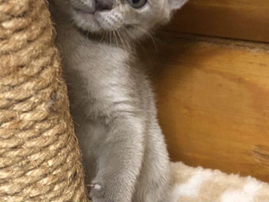 Бурманские котята голубой окрас