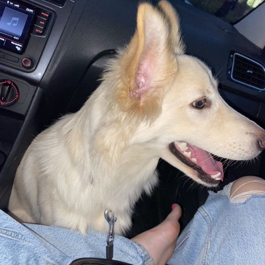 Щенок ищет дом