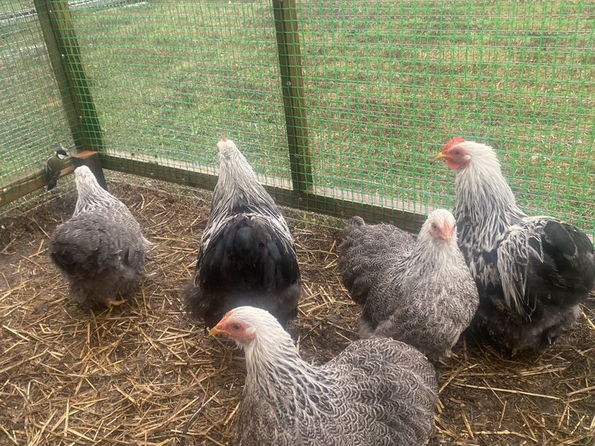 Карликовые кохинхины