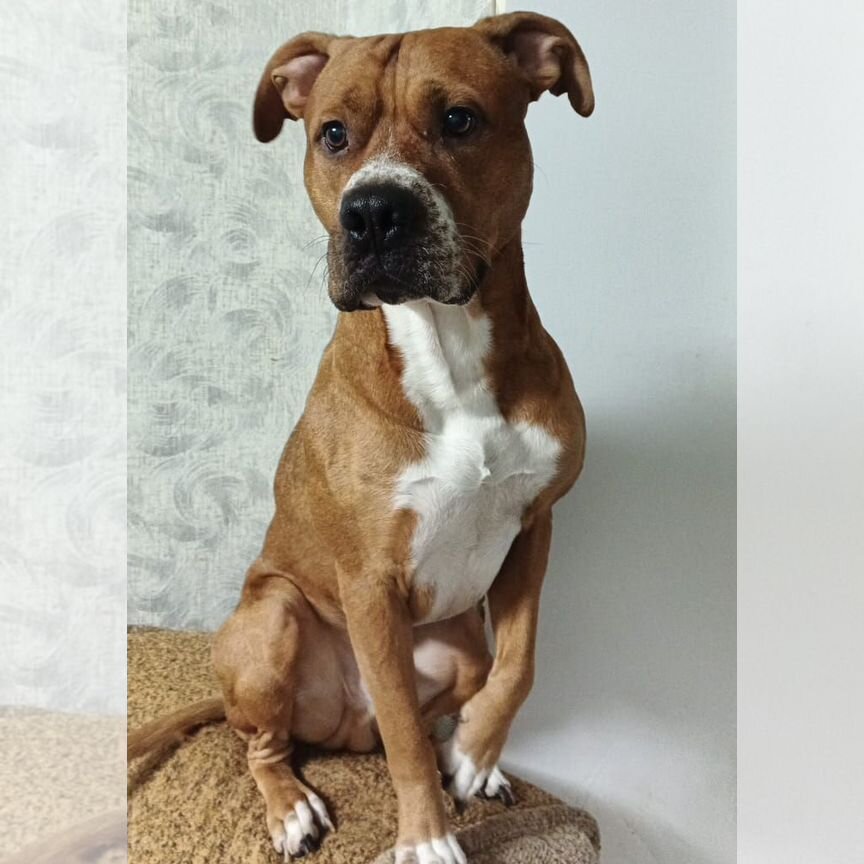 Американский стаффордширский терьер, взрослый пёс