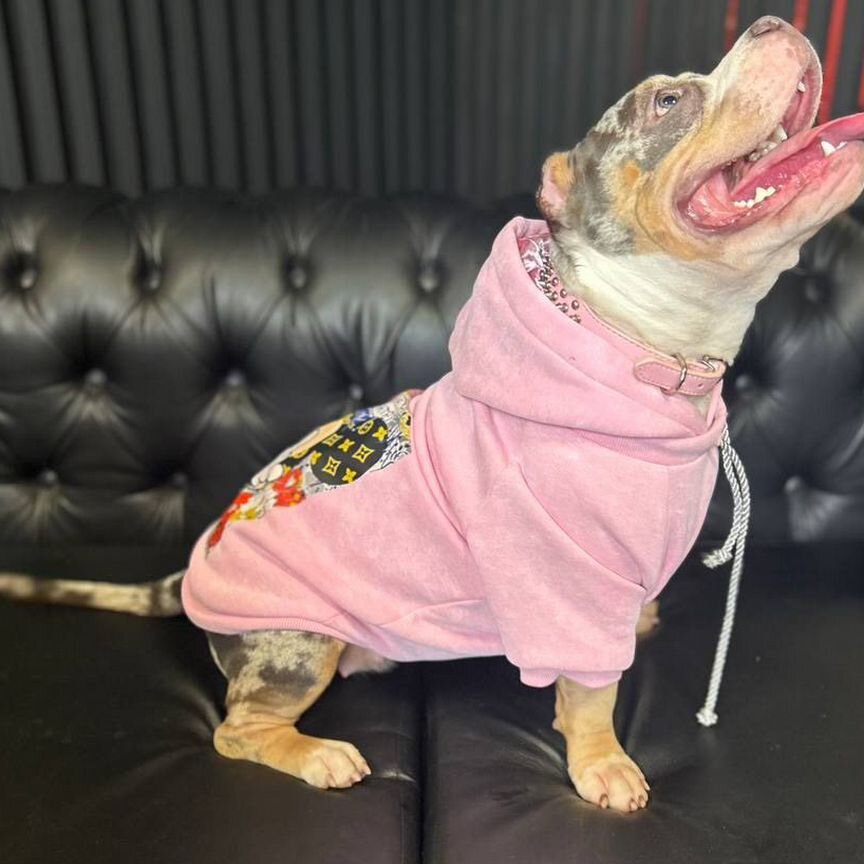 Одежда для собак