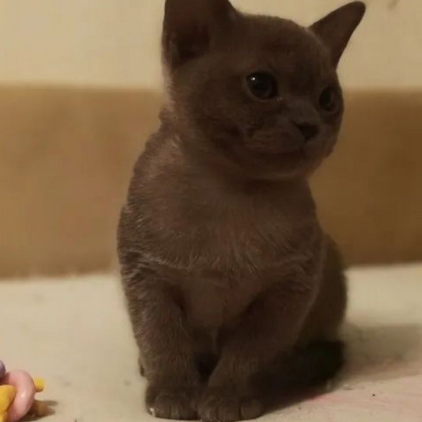 Котята европейской бурмы
