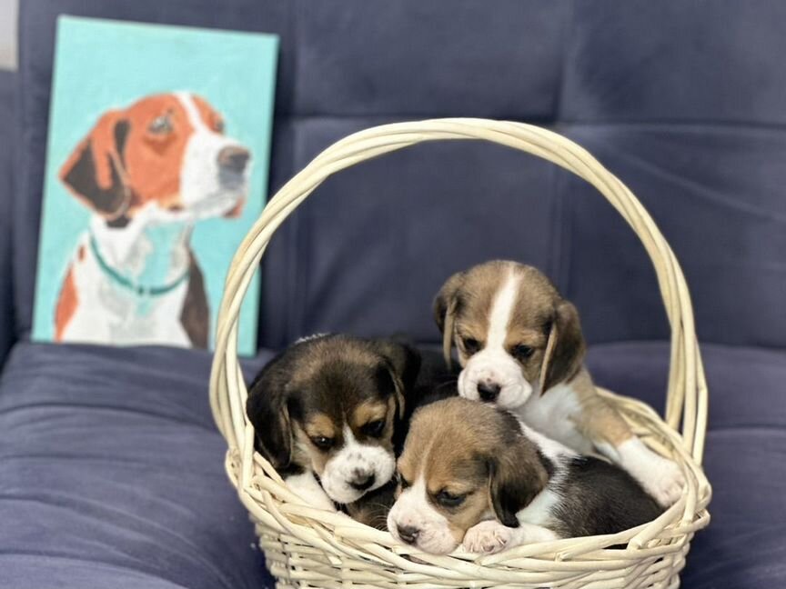 Щенки Бигля