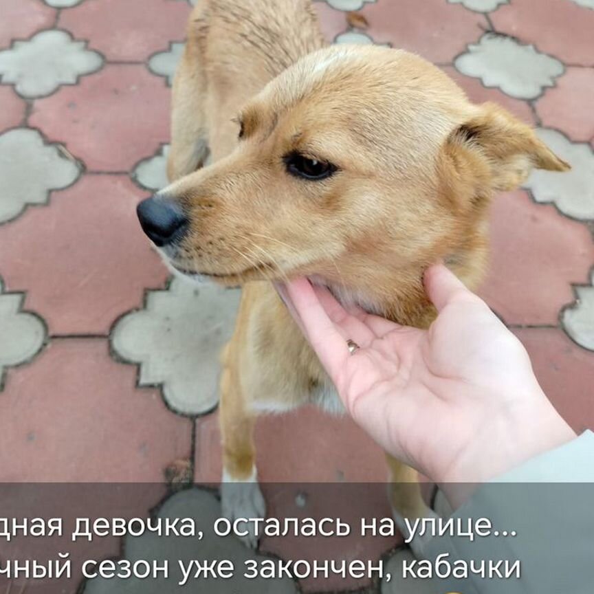 Взрослая собака в добрые руки