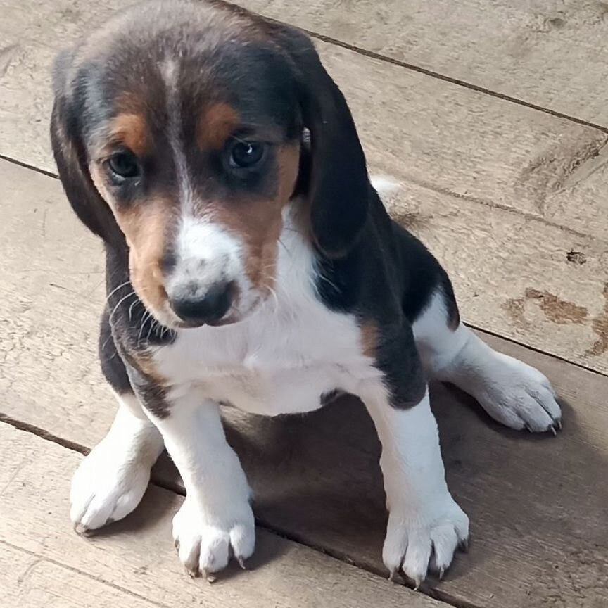 Эстонская гончая щенки