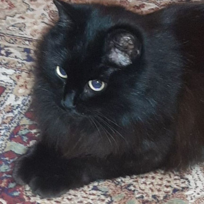 Пушистая черная кошка Маша осталась сиротой