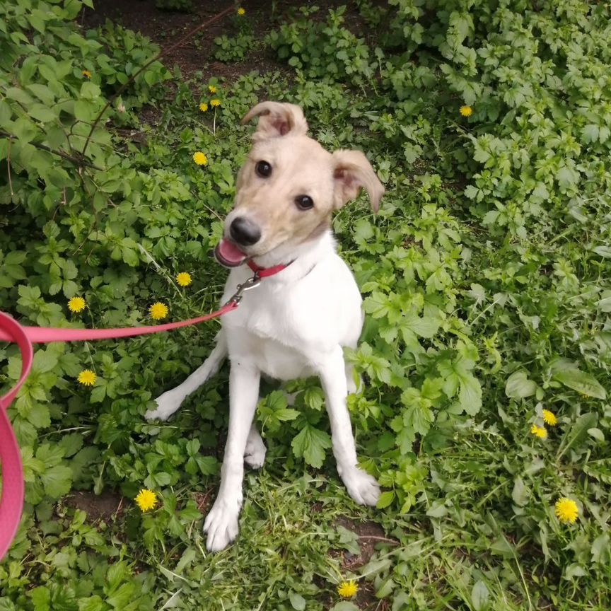 Милка ищет дом и любящую семью, 6 мес