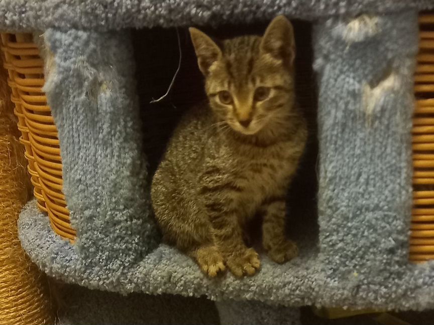 Котята в добрые руки бесплатно