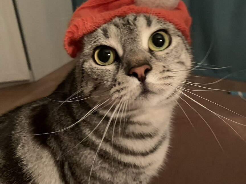 Кошка в дар