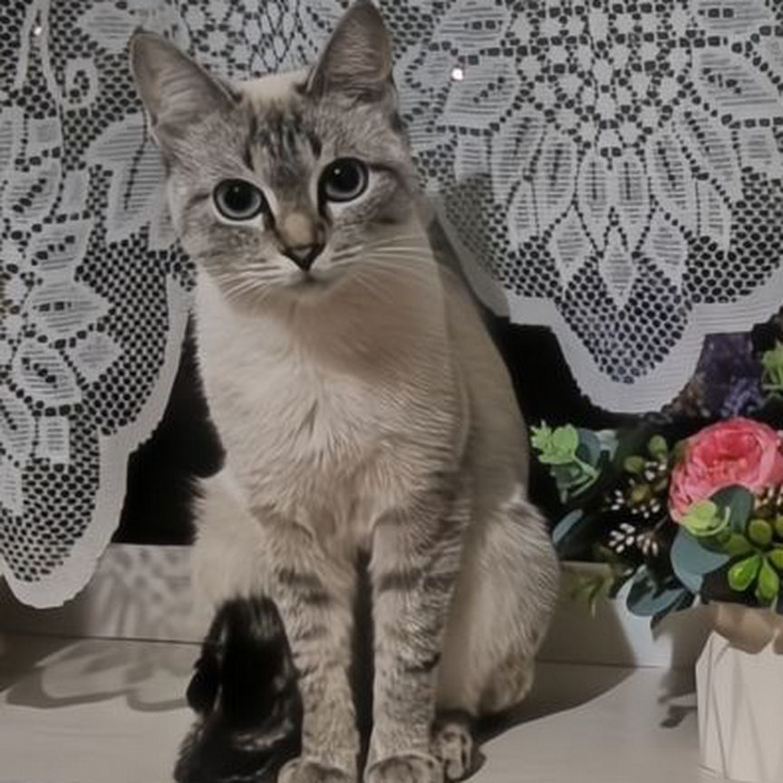 Тайская, взрослая кошка