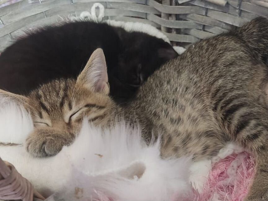 Котята ищут домик